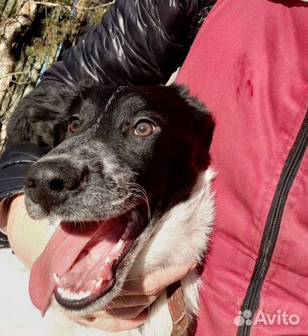 Собака в добрые руки