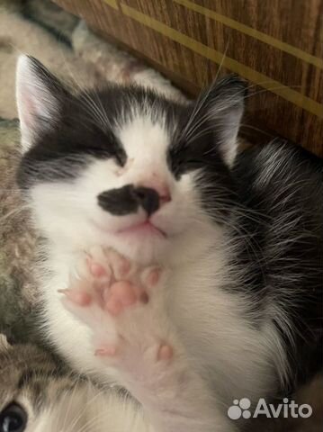 Пушистые хвостики