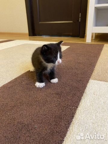 Черный пушистый котенок