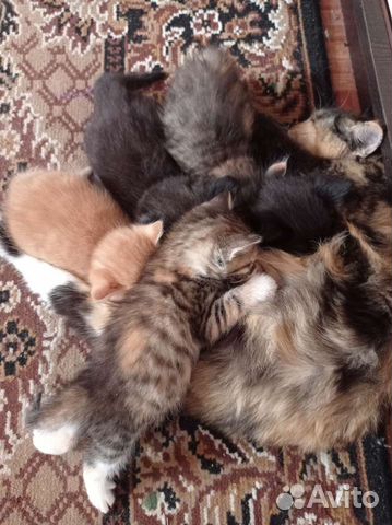 Котята в добрые руки бесплатно