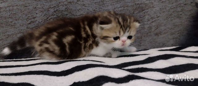 Продаю котика экзота