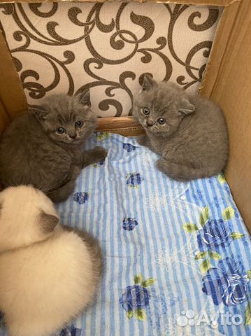 Британские котята
