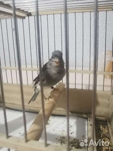 Кенары певчий