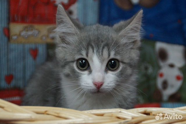 Котёное Арахис ищет дом и заботливых хозяев