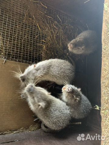 Нутрии на племя