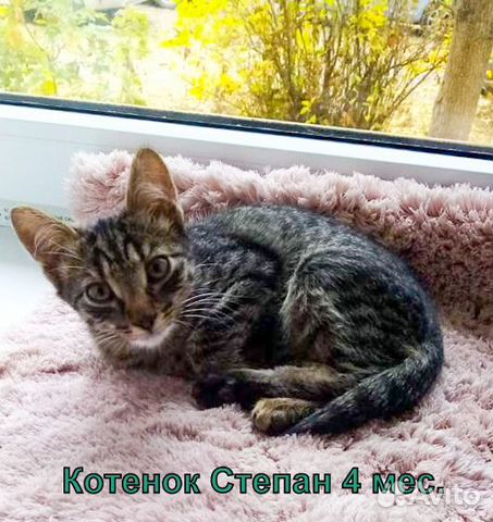 Котенок тигренок Степан 4 месяца