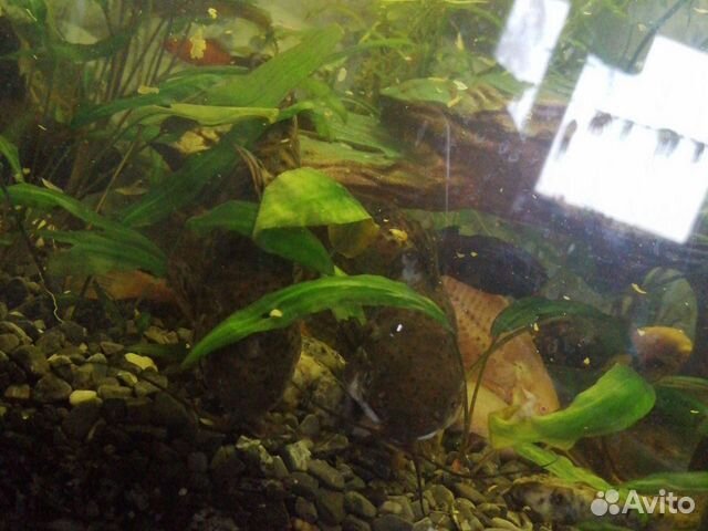 Сом таракатум