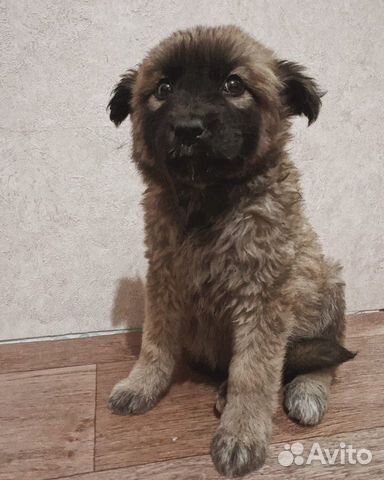 Шеночек в добоые руки