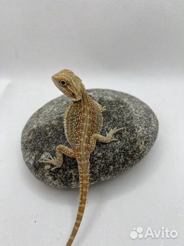 Бородатая агама