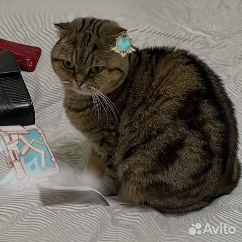 Анемо кошка