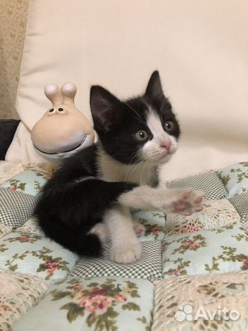 Котик Мурлыка в добрые руки