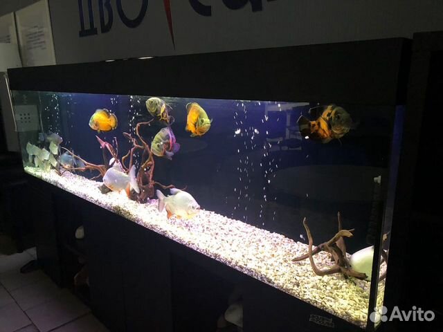 Астронотусы 20 - 25 см