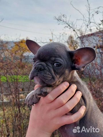 Французский бульдог