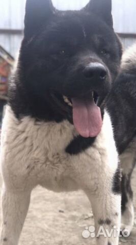 Щенки американской акиты