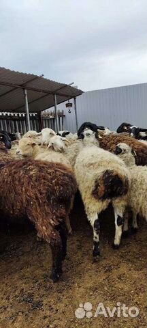 Эдильбаевские овцы с ягнятами