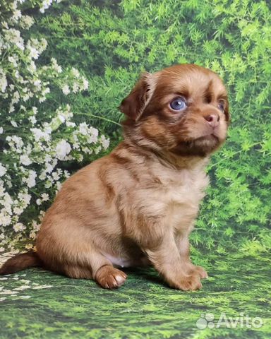 Очаровательный красавчик