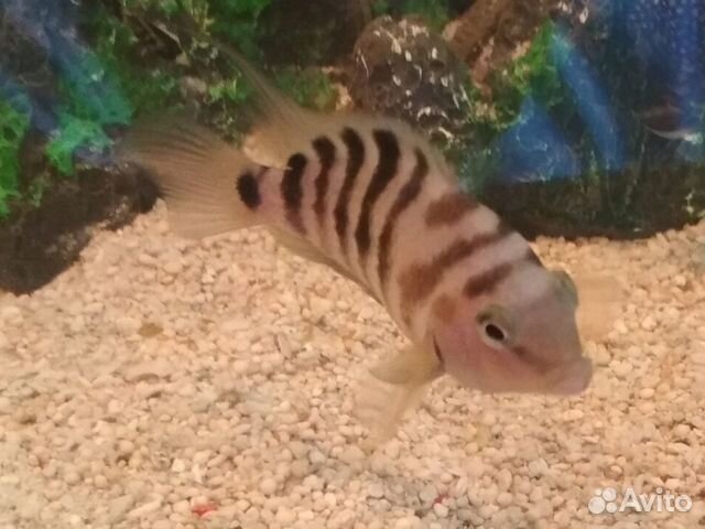 Цихлазомы Чернополосные (Цихлиды)