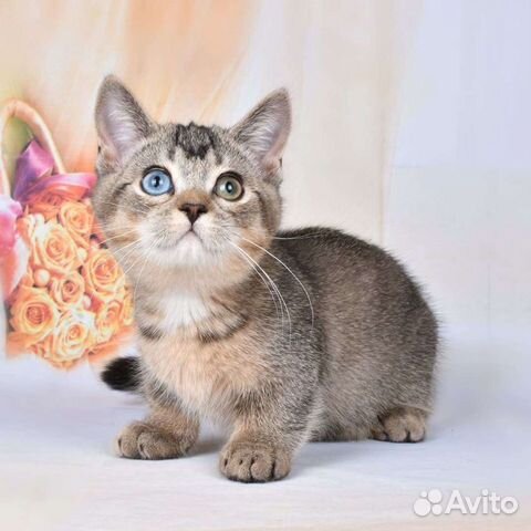 Коротколапый котик