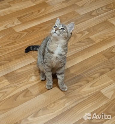 Очаровательная принцесса Китти, возраст 3 месяца