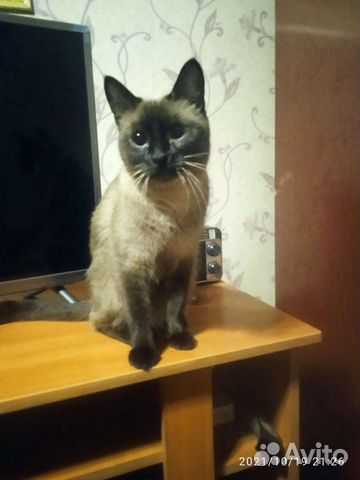 Сиамская кошка ищет кота