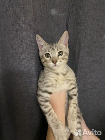 Кошка бесплатно