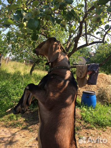 Англо нубийский козел