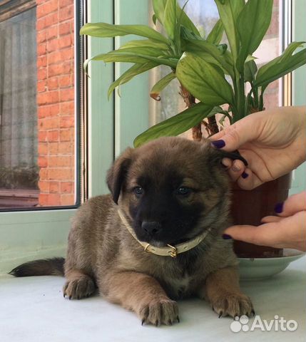 Щенок (мальчик) ищет дом и своего человека