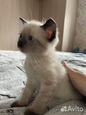 Котенок из помета вислоухих