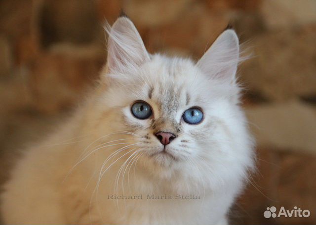 Синеглазое невское чудо