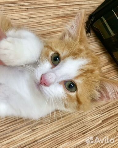 Котенок с дачного участка