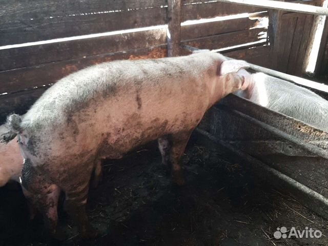 Кабан на племя