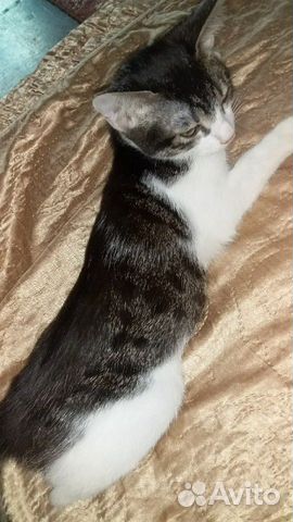 Котята полубенгальские