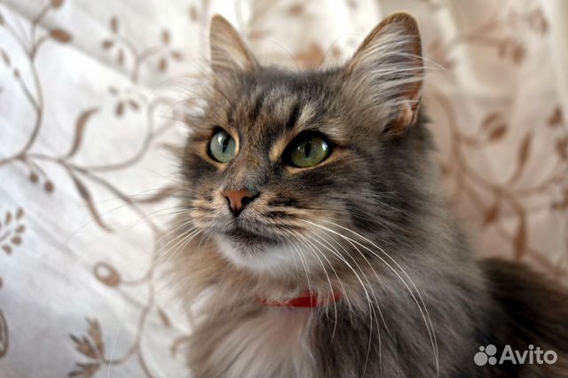 Молодая кошка Лариса в добрые руки