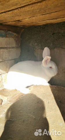 Новозеландские белые кролики