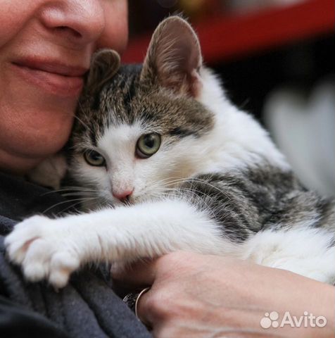 Котёнок ласкуша