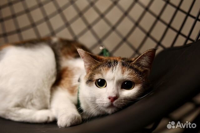 Кошка молодая бесплатно