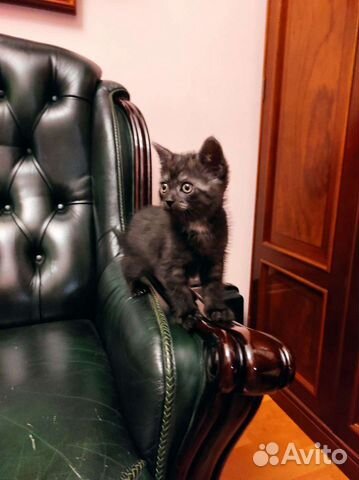 Кошка котенок 7 недель