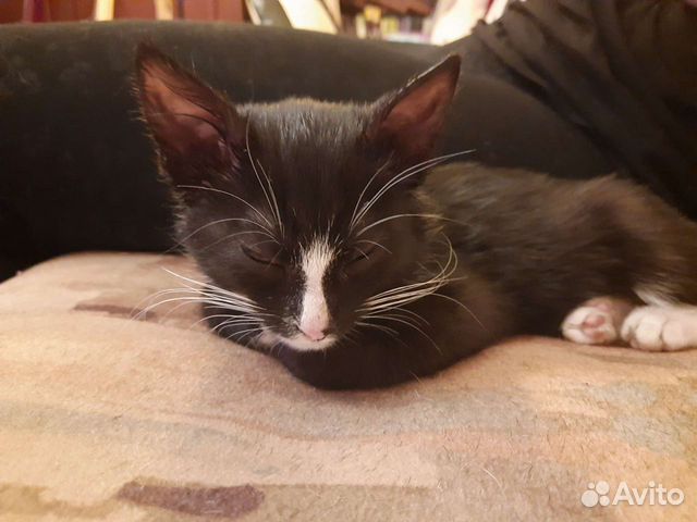 Черно белый котенок