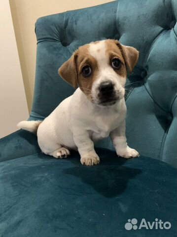 Джек Рассел терьер