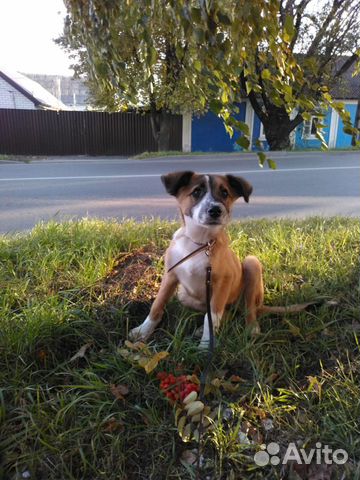 Ищет дом замечательный щенок Сальма