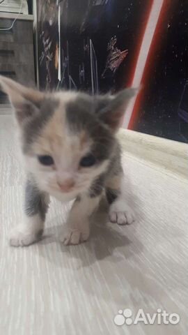 Кошка Донской сфинкс