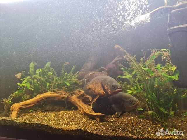 Аквариум с тумбой 288 литров