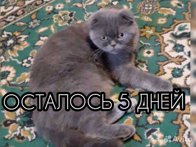 Шотландская вислоухая 5 дней на поиск дома