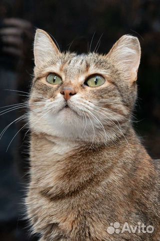 Кошка Сима (европейская порода)