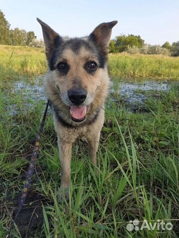 Барс - пёс в возрасте