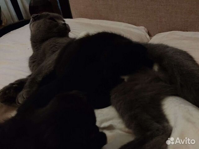 Котята в добрые руки бесплатно черные