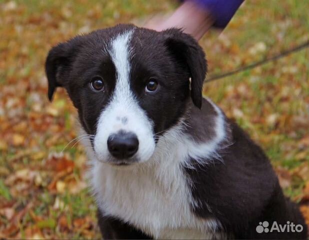 Щенок Ася 4 мес. В Дом.привезем