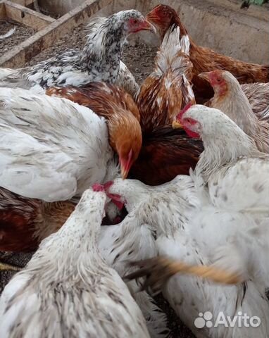 Молодые петухи