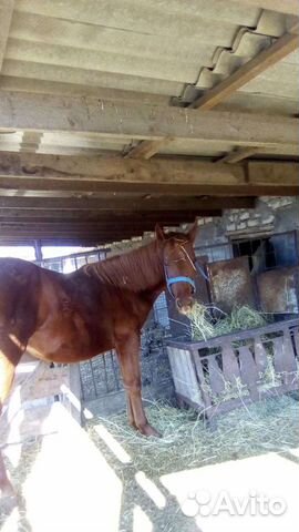 Лошадь жеребец