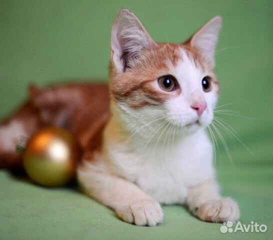 Котёнка кузю отдаём в добрые руки